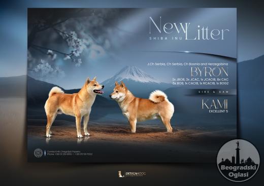 Šampionsko leglo Shiba inu