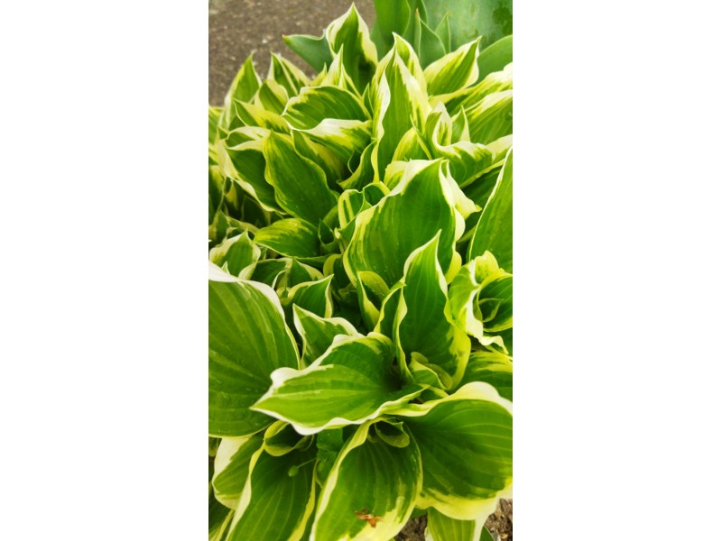Hosta Lakesaid Spellbinder- srednja vrsta