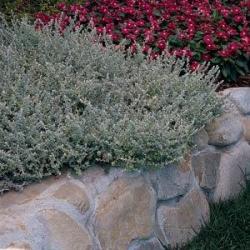 Helichrysum microphyllum , smilje