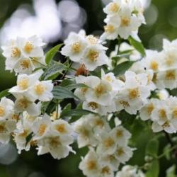 Jasmin u saksiji