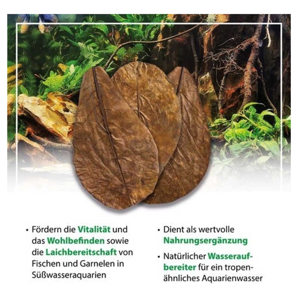 Arka Catappa Leaves (10 kom )