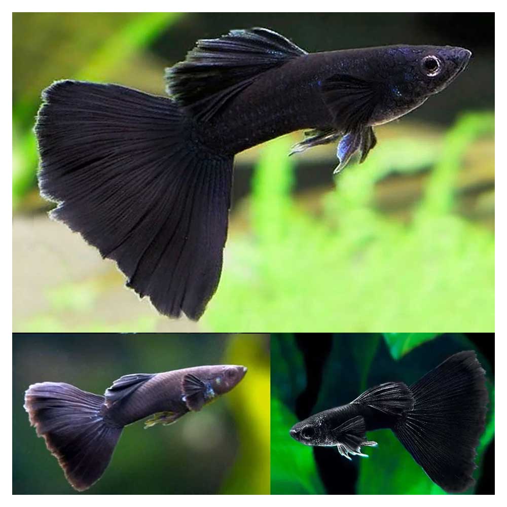 Poecilia reticulata var. - Gupi black moscow