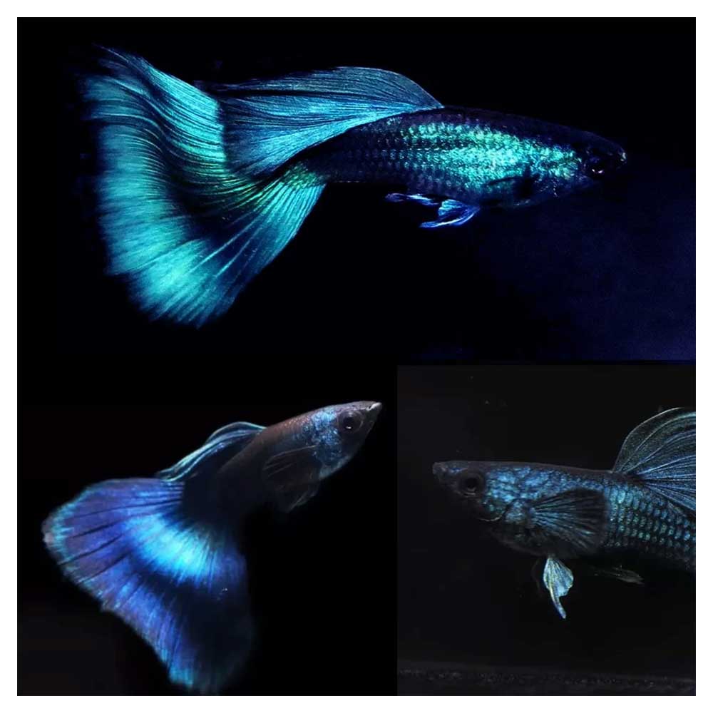 Poecilia reticulata var. - Gupi blue moscow