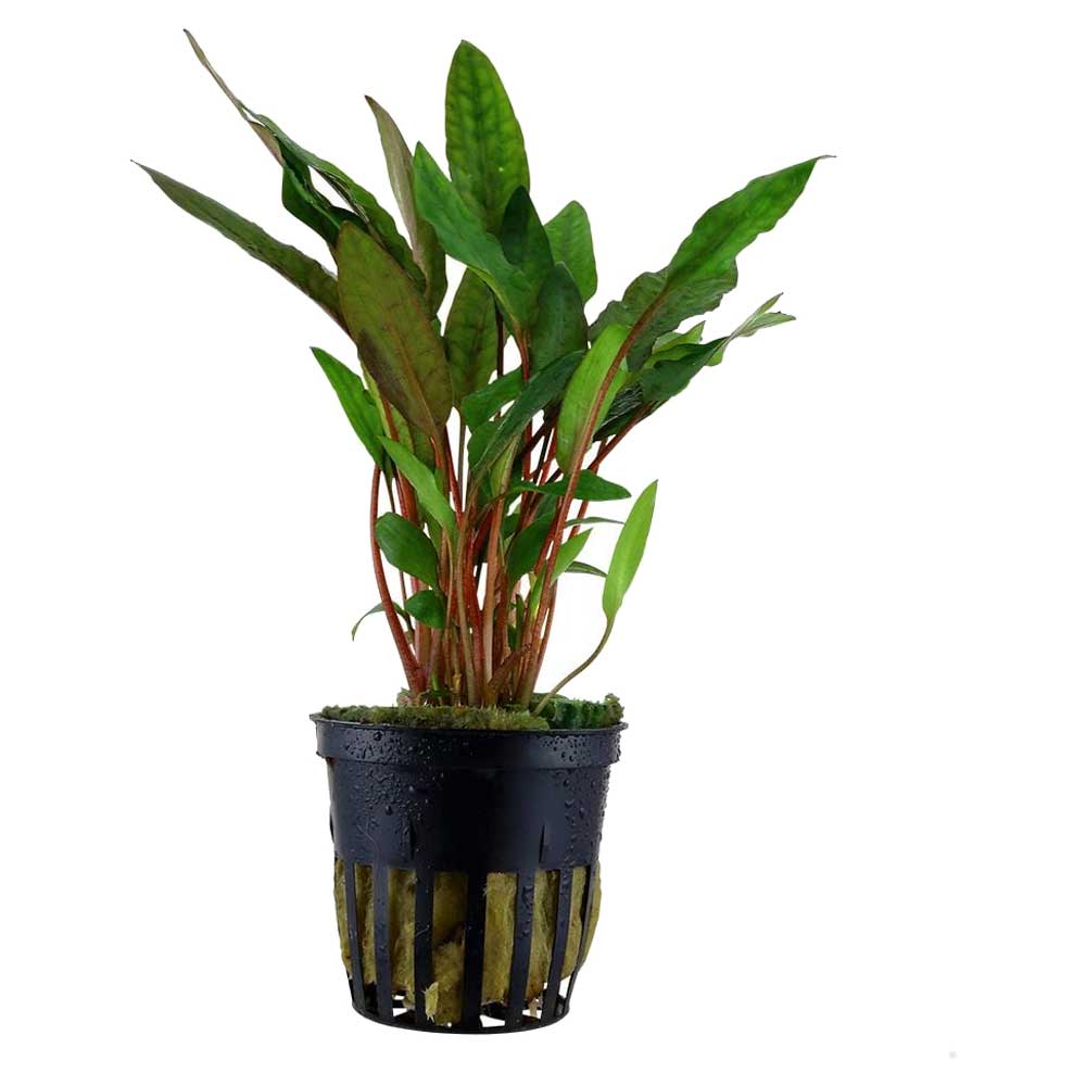 Cryptocoryne beckettii