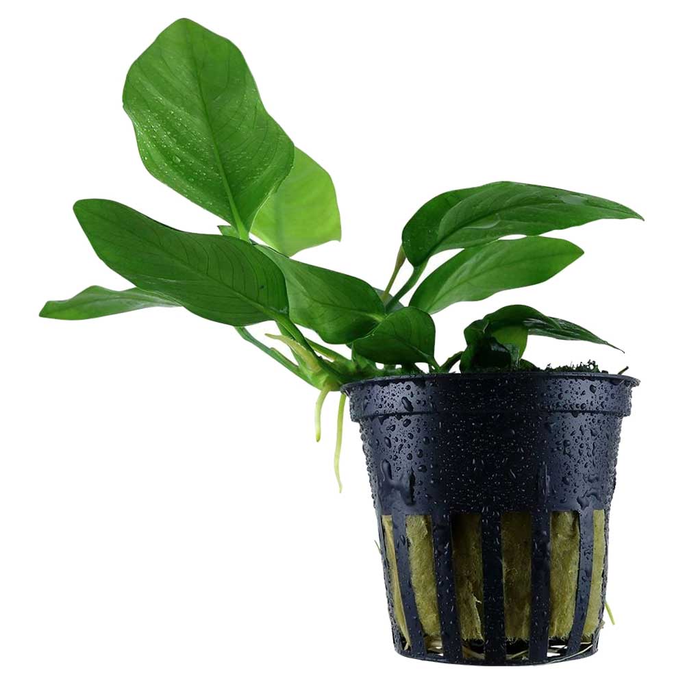 Anubias barteri nana