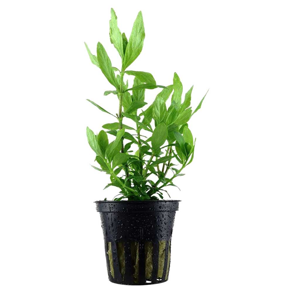 Hygrophila polysperma