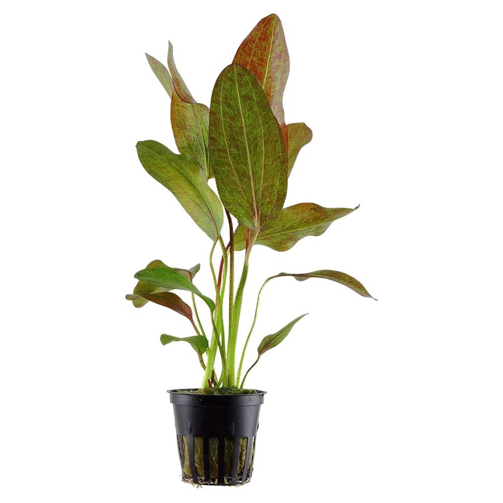 Echinodorus ozelot