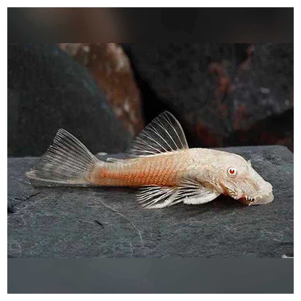 Ancistrus sp. - Ancistrus albino