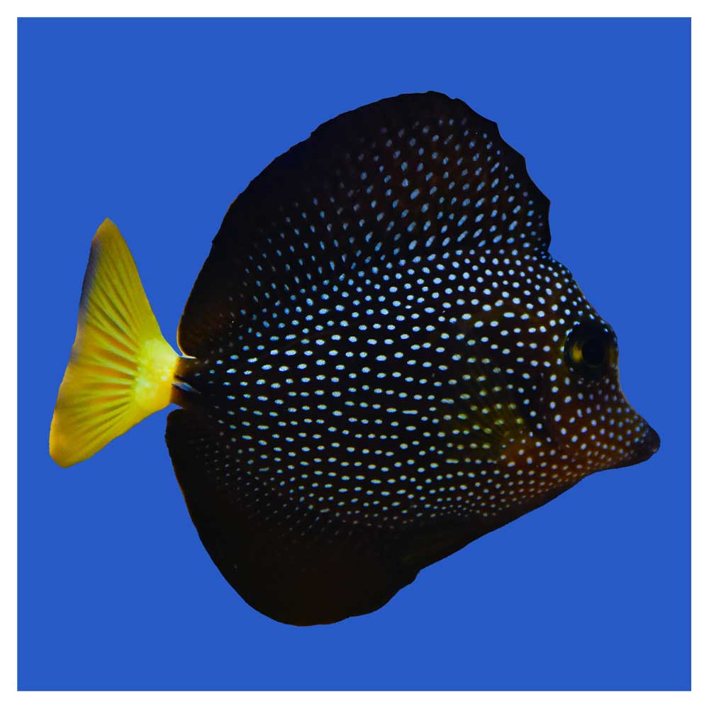Zebrasoma gemmatum