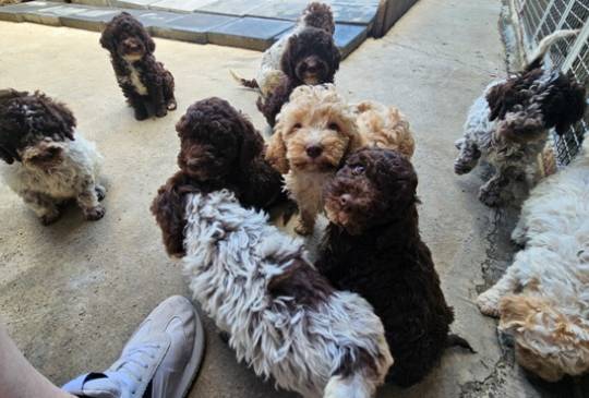 Lagotto Romagnolo, dostupni štenci