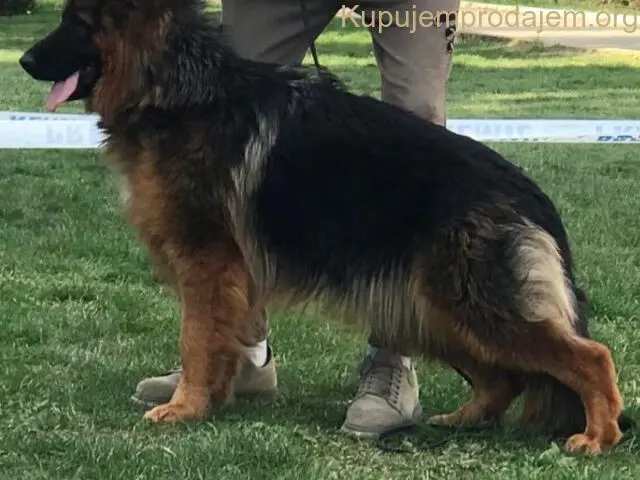 Poklanjam dve zenke Nemackog ovcara