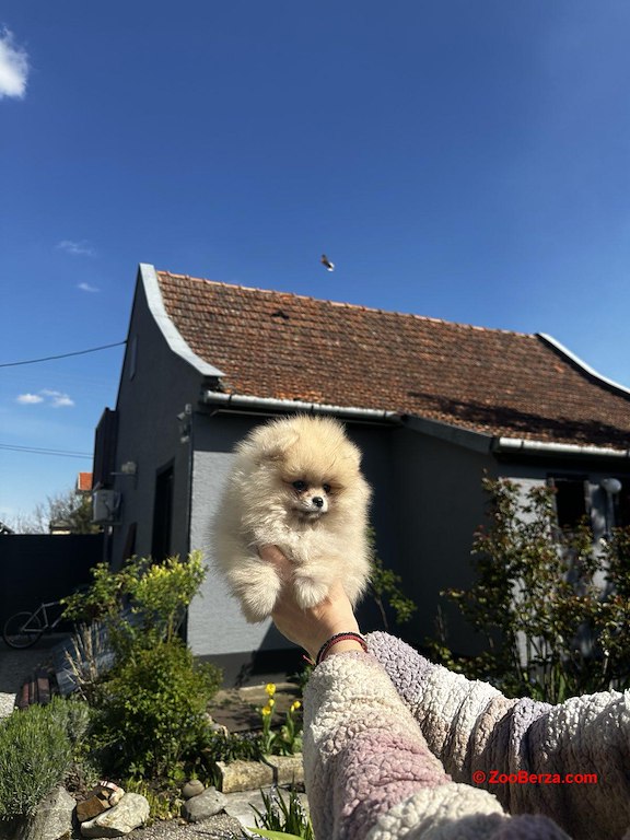 Pomeranac BOO medvedići, Pomeranski Špic štenci