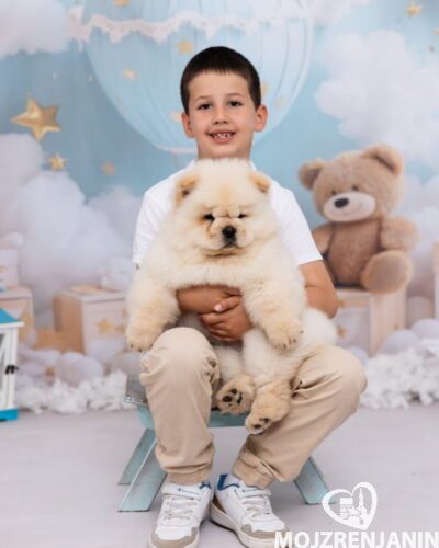 CHOW CHOW zensko stene