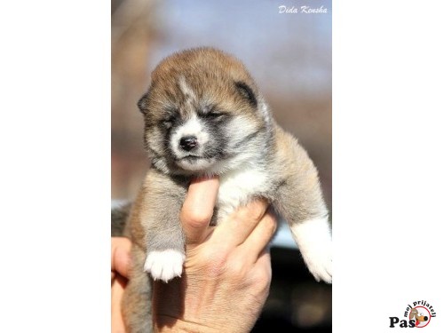 Akita Inu
