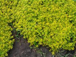 Thymus X citriodorus