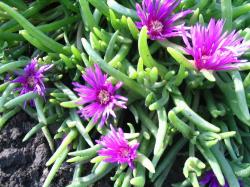 Delosperma cooperi