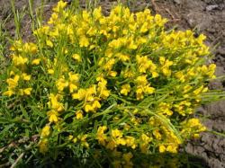 Genista lydia