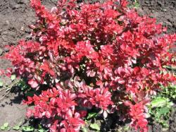 Berberis thunbergii Atropurpurea Nana