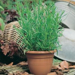 ESTRAGON (ARTEMISIA DRACUNCULUS) - 100 SEMENA