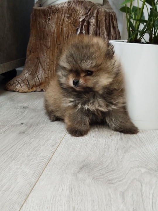 Prelepi Boo medvedici