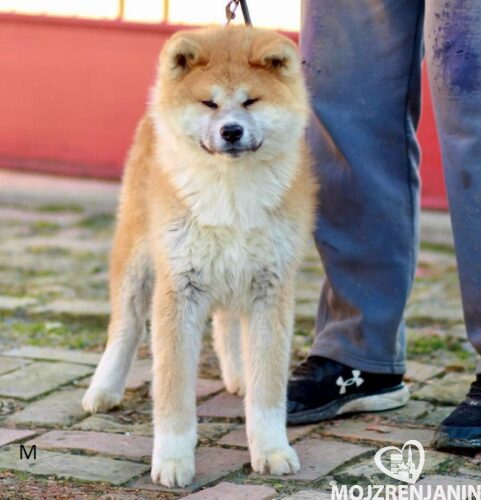 Akita Inu