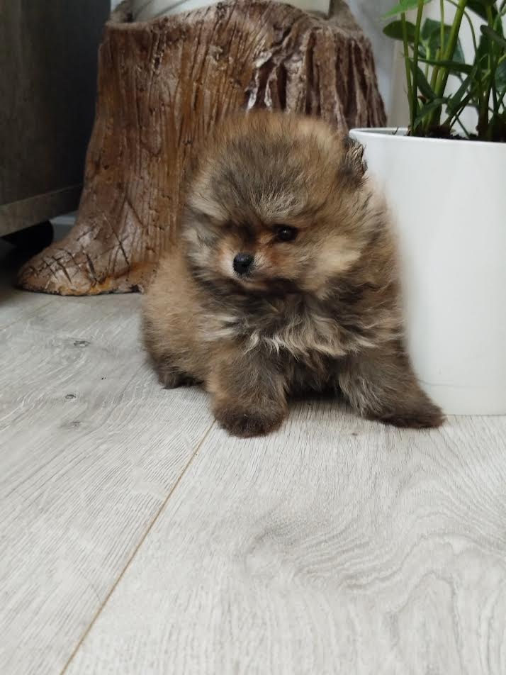 Prelepi Boo medvedici