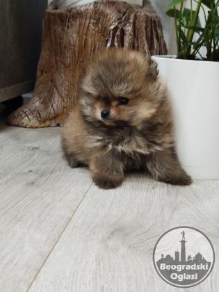 Prelepi Boo medvedici