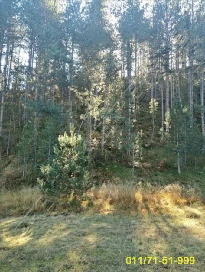 Plac - Užice, Kremna - ID oglasa 2362