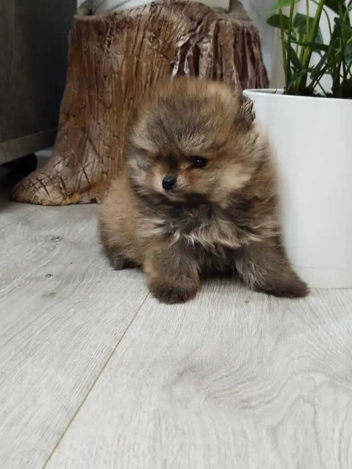 Prelepi Boo medvedici
