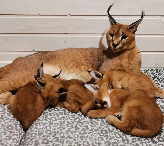 caracal kittens for sale