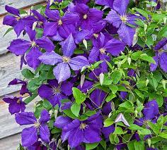Clematis jackmanii- Klematis