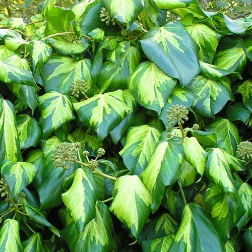 Hedera Colchica Sulphur Heart – Bršljan za sunce