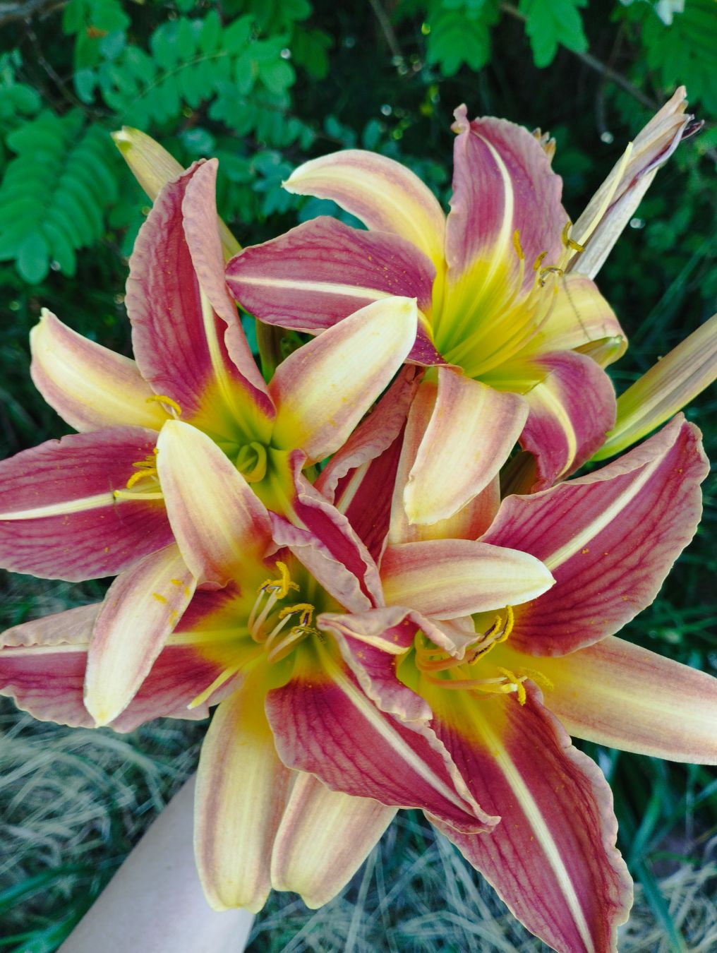 Hemerocallis – Hemerokalis (FH)