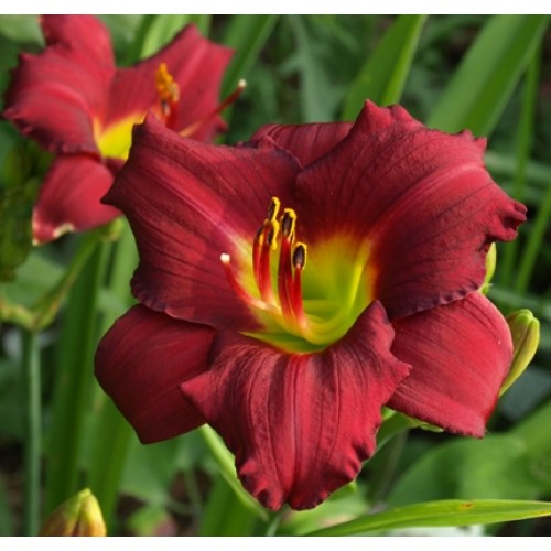 Hemerocallis – Hemerokalis crveni krupni