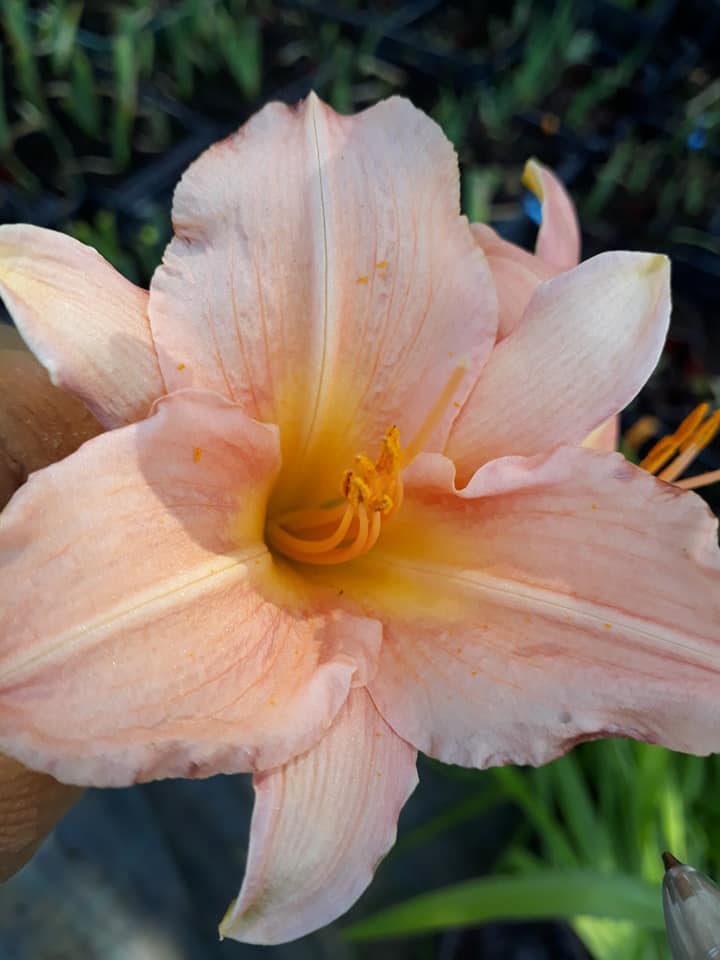 Hemerocallis – Hemerokalis Katarina