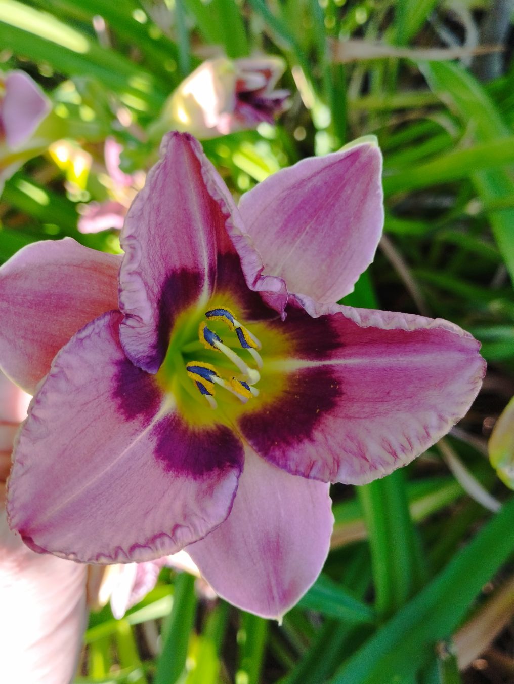 Hemerocallis Always afternoon – Hemerokalis lila sa okom (MLO)