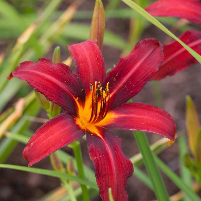 Hemerocallis Black Prince – Hemerokalis (BP)