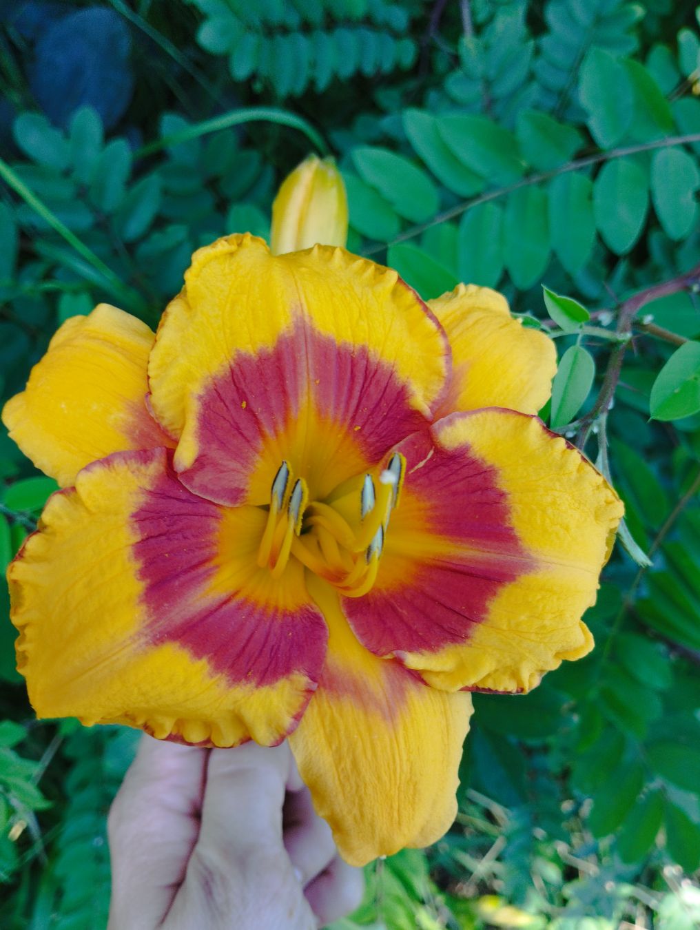 Hemerocallis Blackberry sherbert – Hemerokalis žuto crveni žc