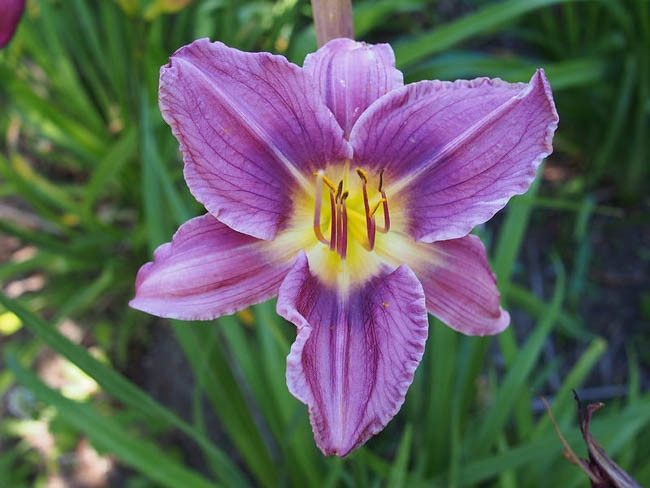 Hemerocallis blue eyes – Hemerokalis (SLjŽS)