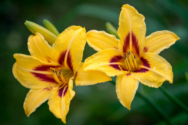 Hemerocallis bonanza – Hemerokalis (DB)