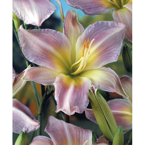 Hemerocallis Catherine Woodbury – Hemerokalis Catherine (K)