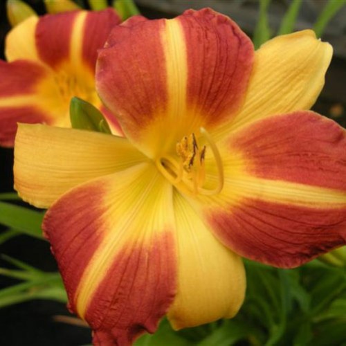 Hemerocallis Cathy’s sunset- Hemerokalis (KNŽ)
