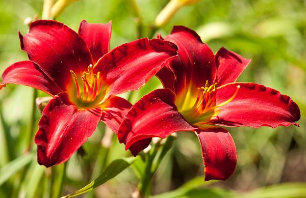 Hemerocallis dark red – Hemerokalis tamno crveni (TC)