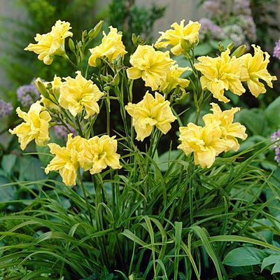 Hemerocallis dupli žuti – Hemerokalis (DŽ)