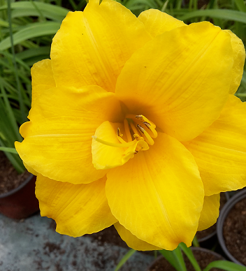 Hemerocallis dupli žuti – Hemerokalis (ŽDŽ)