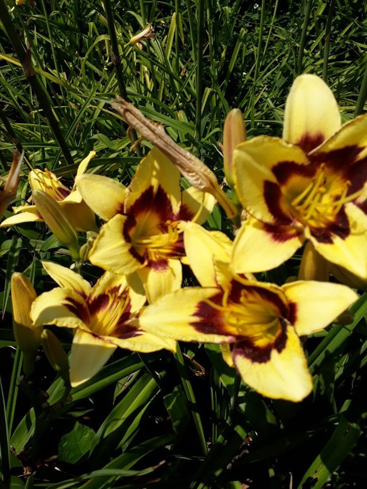Hemerocallis El Desperado – Hemerokalis limun crveni