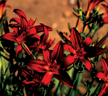 Hemerocallis fire – Hemerokalis (SCF)