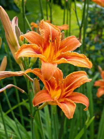 Hemerocallis fulva – Hemerokalis fulva (FU)