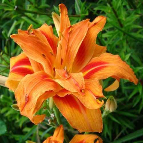 Hemerocallis fulva flore pleno – Hemerokalis dupli narandžasti
