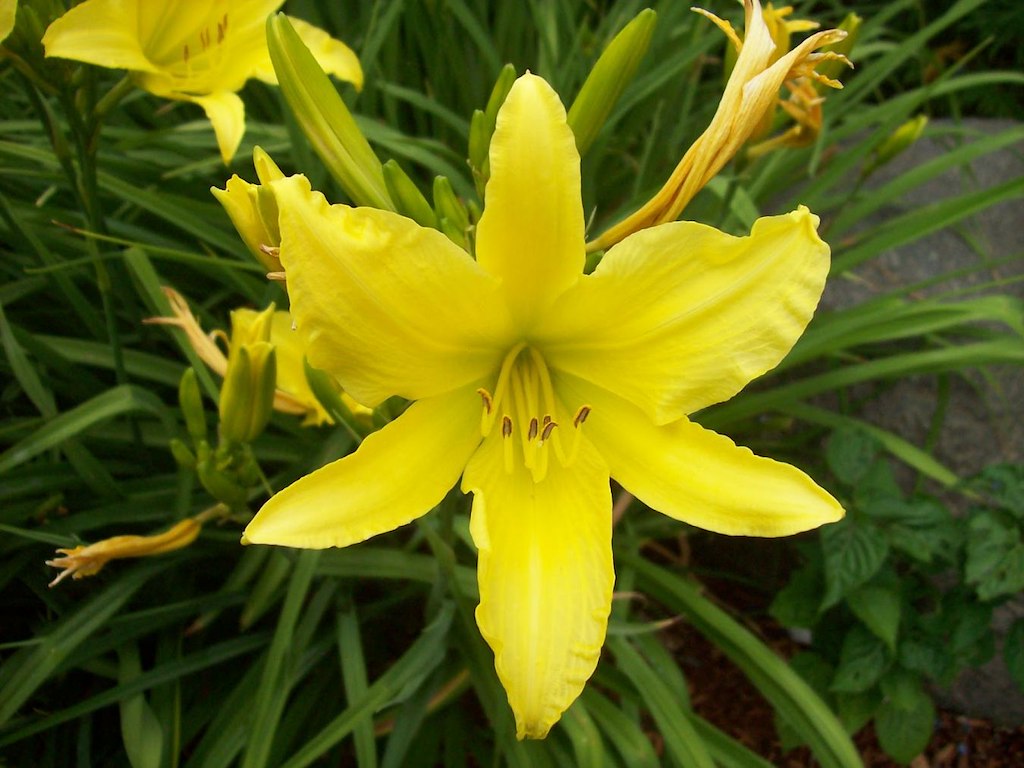 Hemerocallis hyperion – Hemerokalis hiperion